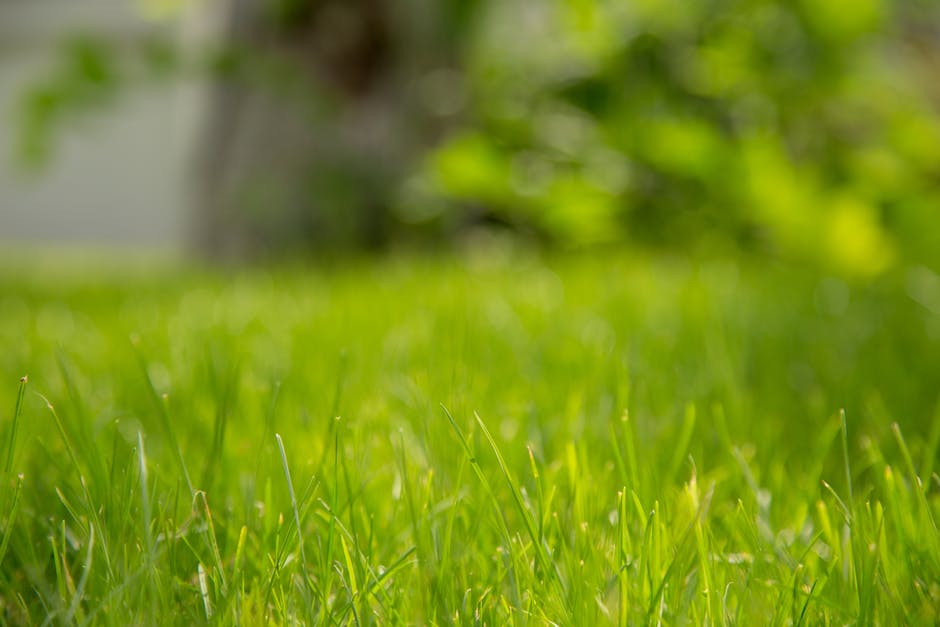 Thatch Control: A Key Factor in Preventing Bermuda Grass Diseases ...