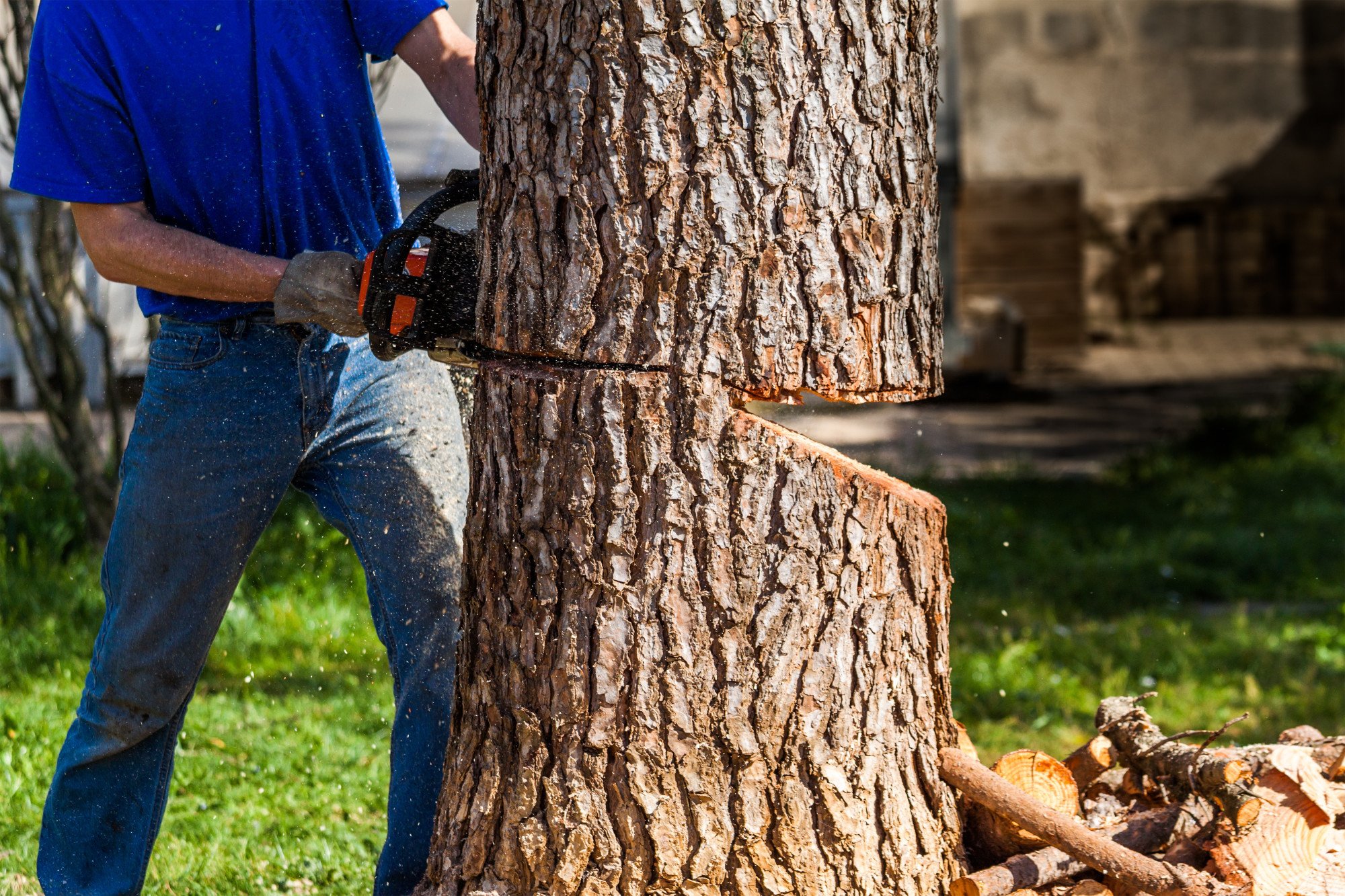 The Top 4 Signs You Need Emergency Tree Removal Services - Trending ...