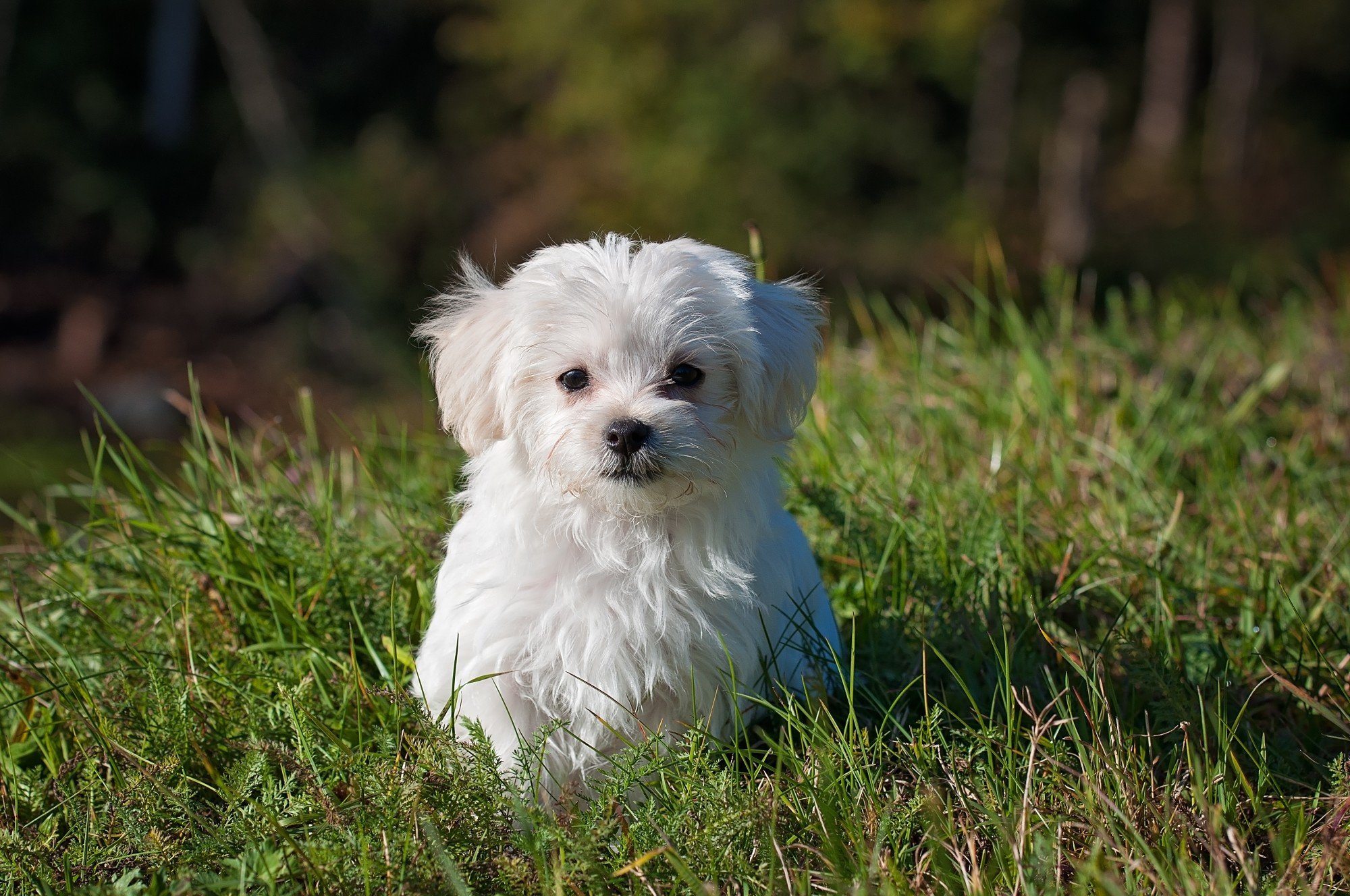 Beyond the Looks: The Personality Traits of Fluffy Small Dog Breeds ...