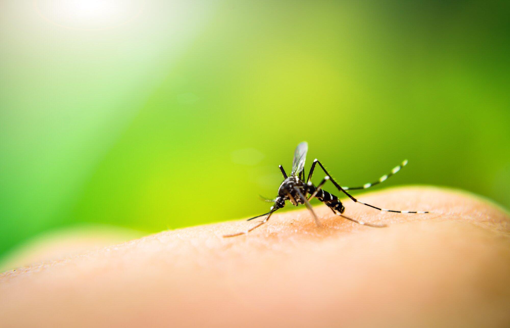 A Guide on How to Get Rid of a Mosquito Infestation - Trending blog Post