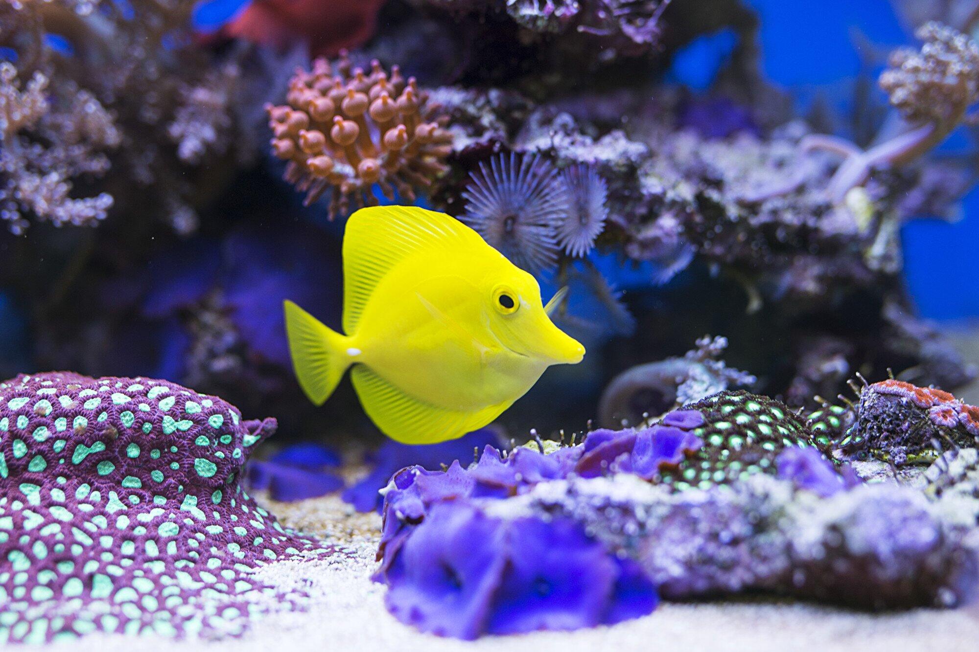 Keeping Saltwater Fish 101: Saltwater Tanks for Beginners